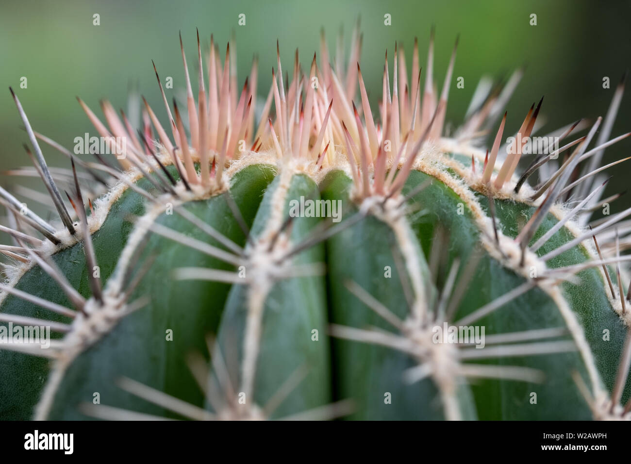 Macro photo of the pink needles on the top of a cactus plant Stock ...