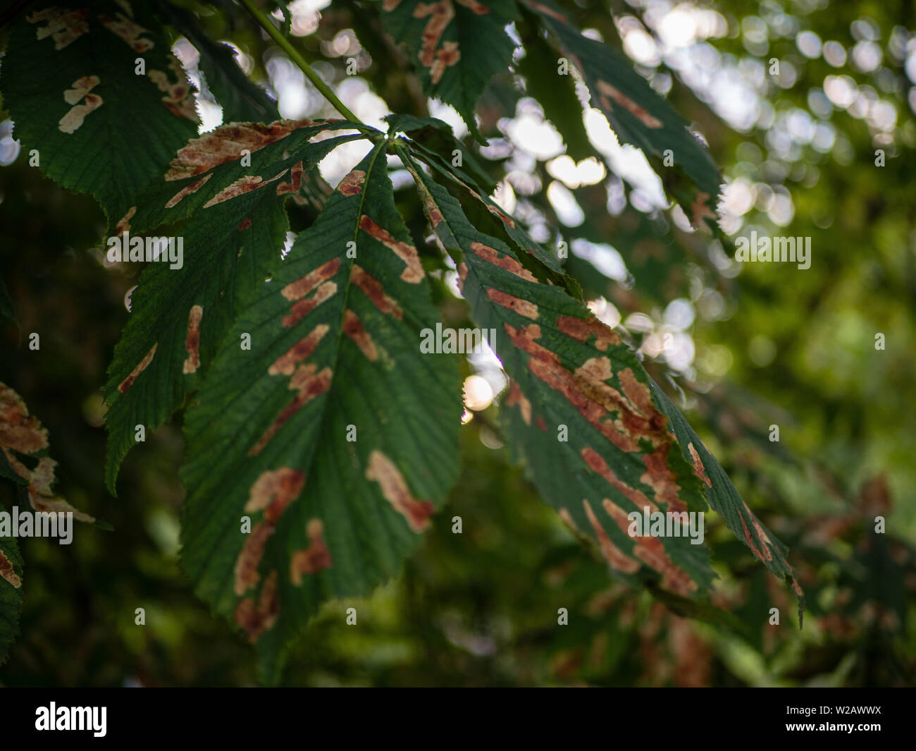 Horse chestnut leaf mining moth hi-res stock photography and images - Alamy