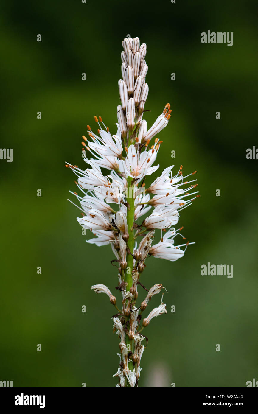 Asphodelus hi-res stock photography and images - Alamy