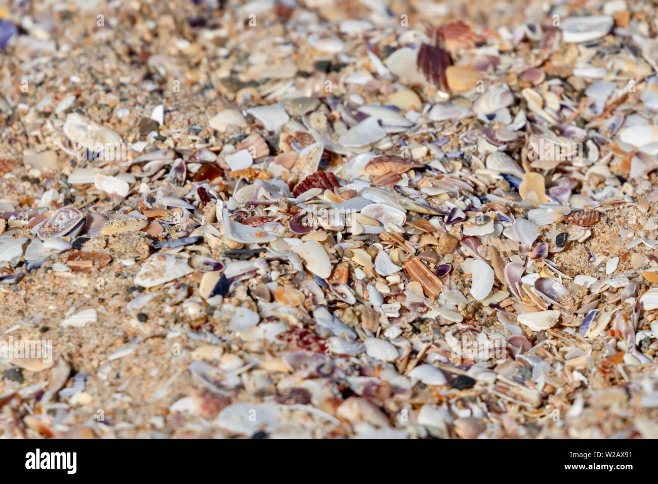 Broken seashells hi-res stock photography and images - Alamy