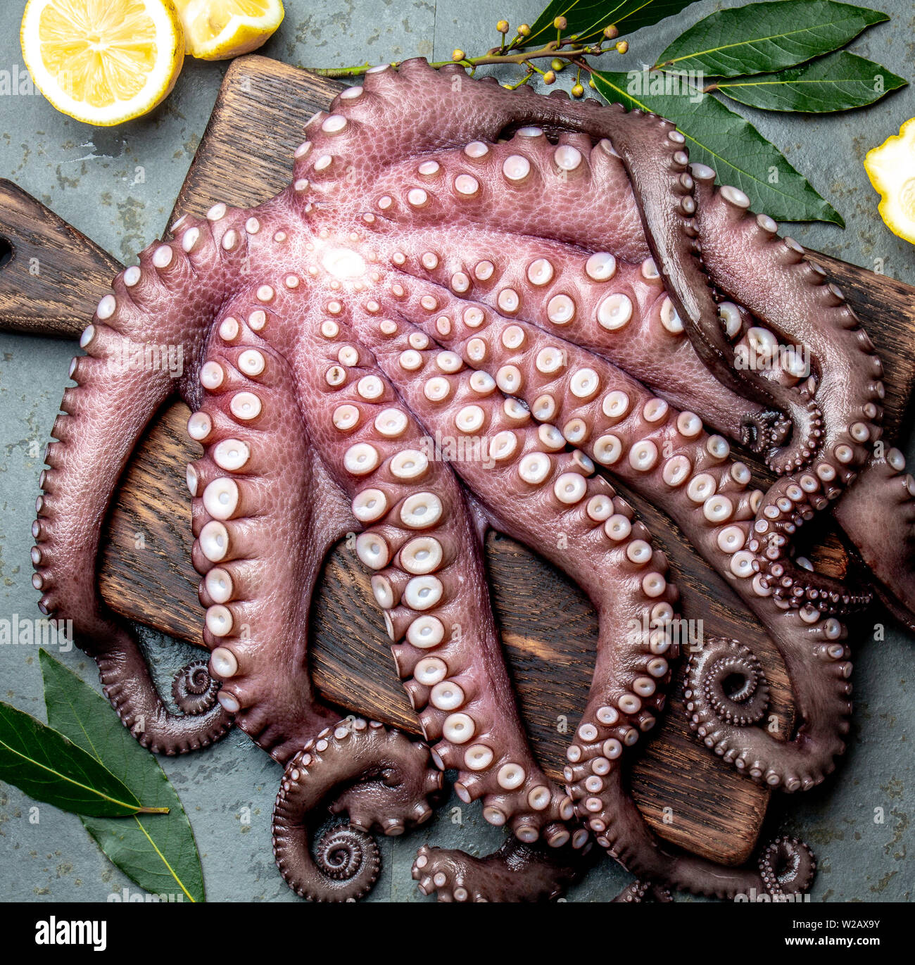 Whole fresh raw octopus on cutting board closeup on gray slate ...