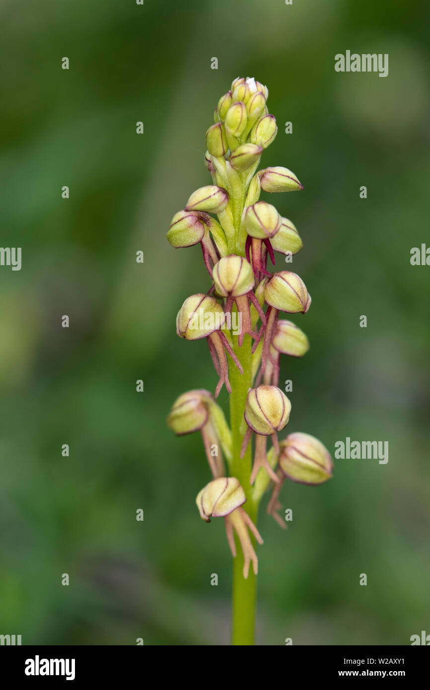 Man orchid hi-res stock photography and images - Alamy
