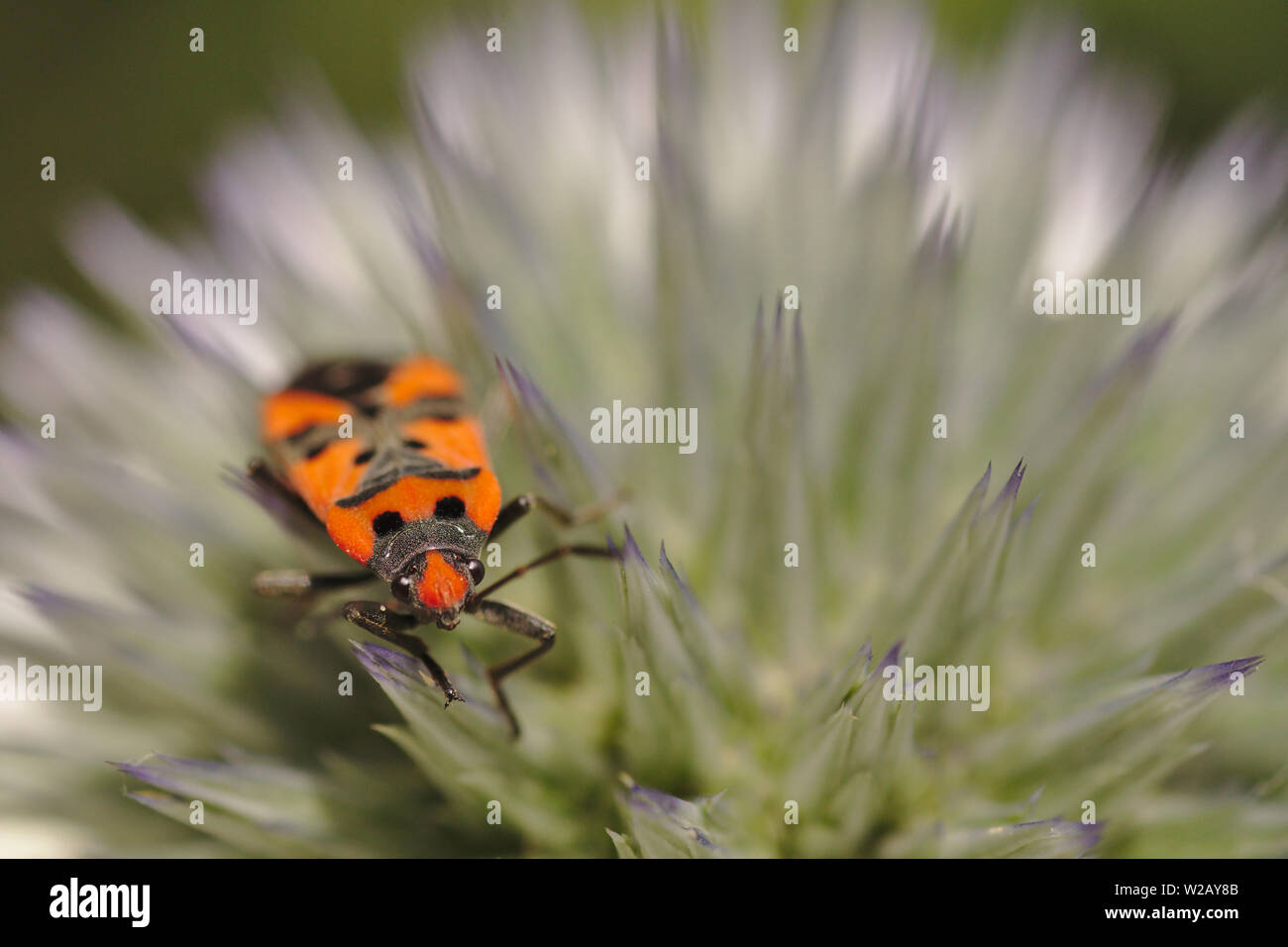 Red and black bug (Lygaeus equestris) on a Blue globe thistle (Echinops ...
