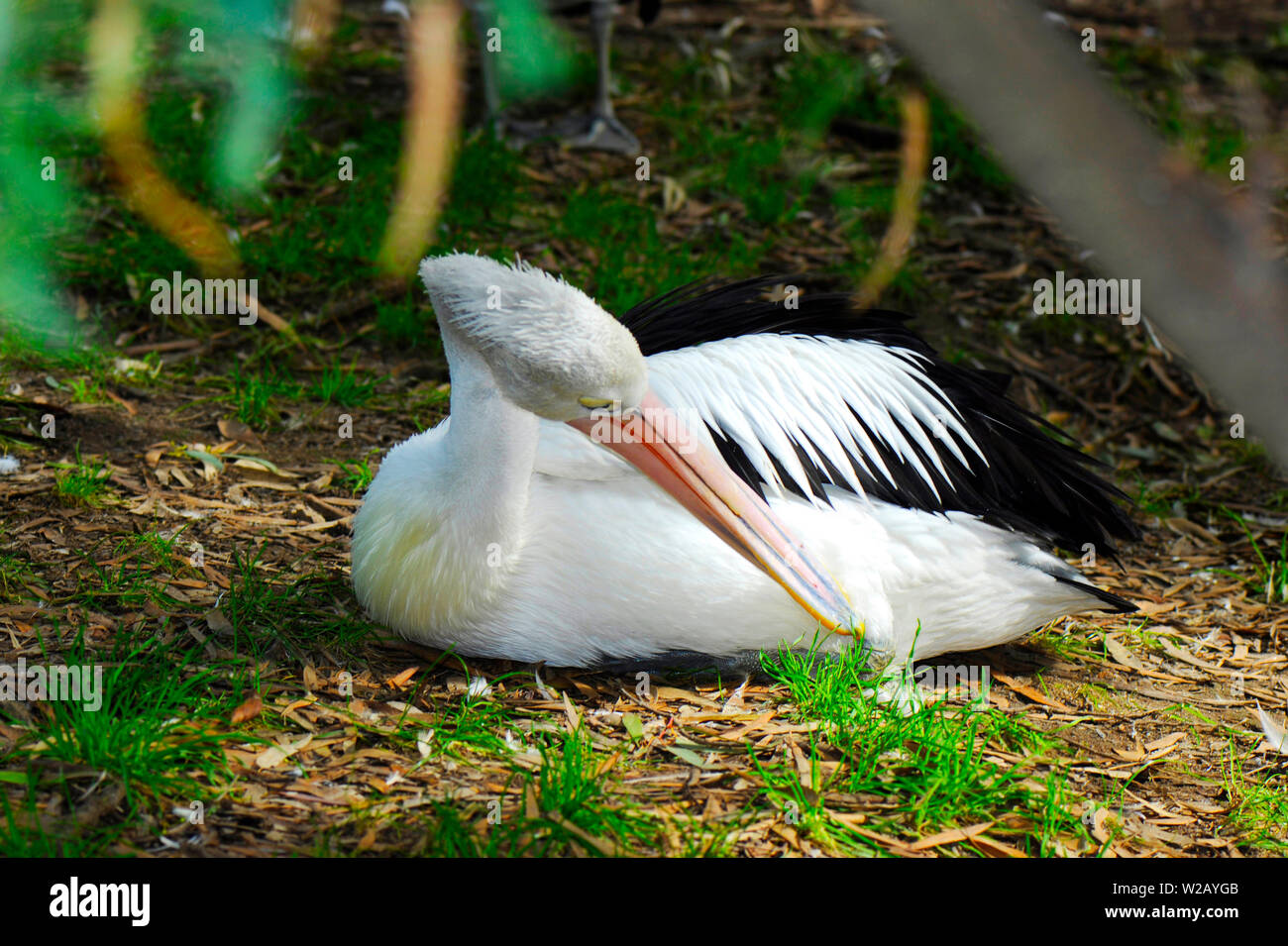 Australian pelican preening his wing hi-res stock photography and ...