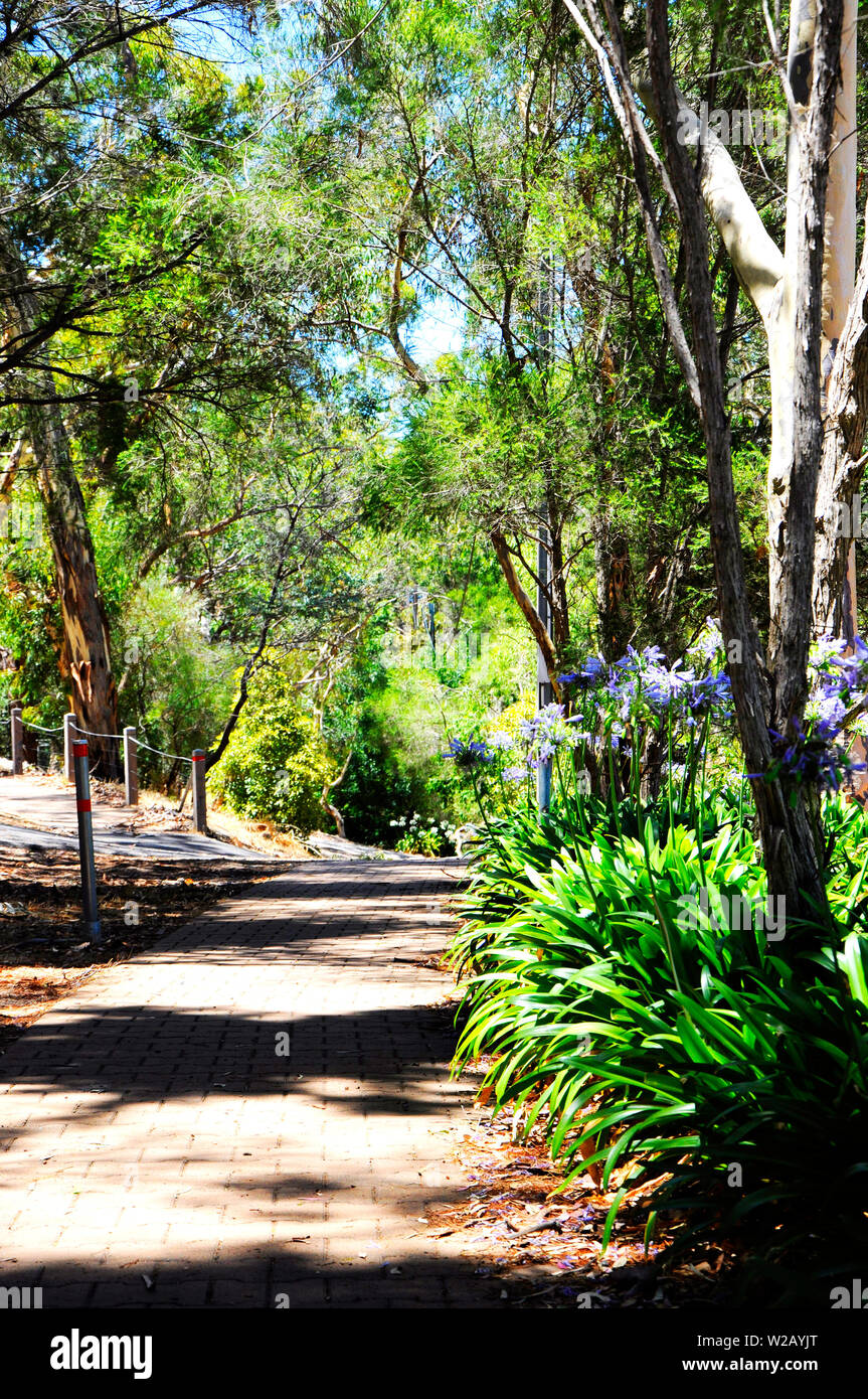 Walking path leading down to Australian bushland surrounded by native ...