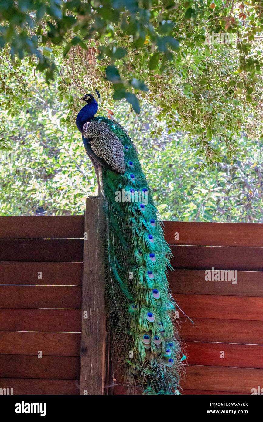 Peacock sitting on a fence Stock Photo - Alamy