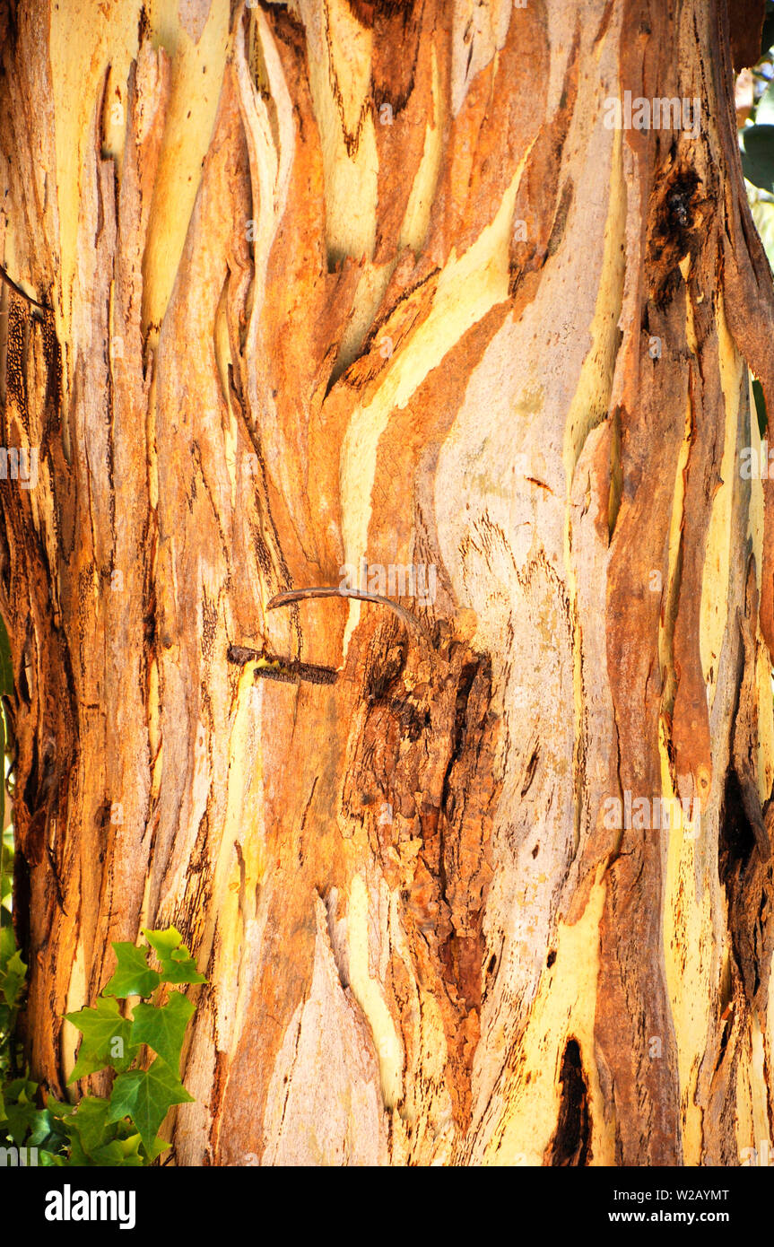 Native australian plant material hi-res stock photography and images ...