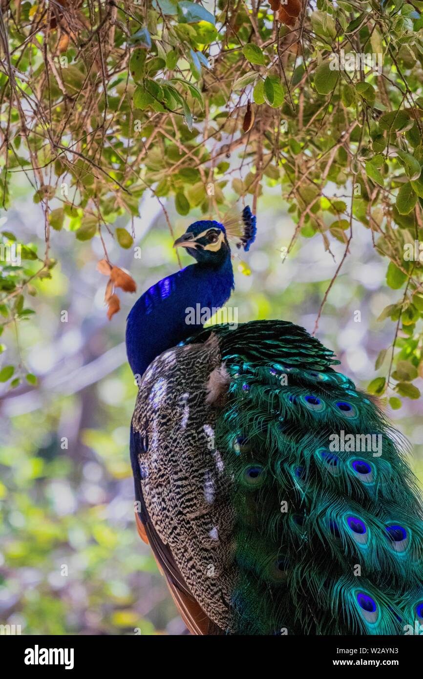 Peacock profile in summer Stock Photo - Alamy