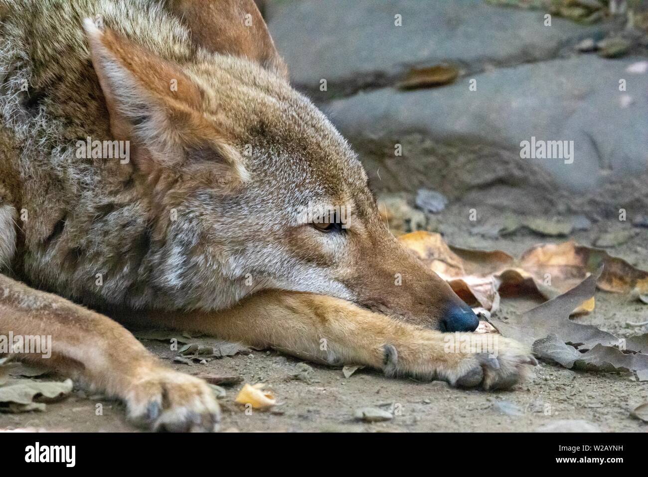 coyote close up Stock Photo - Alamy