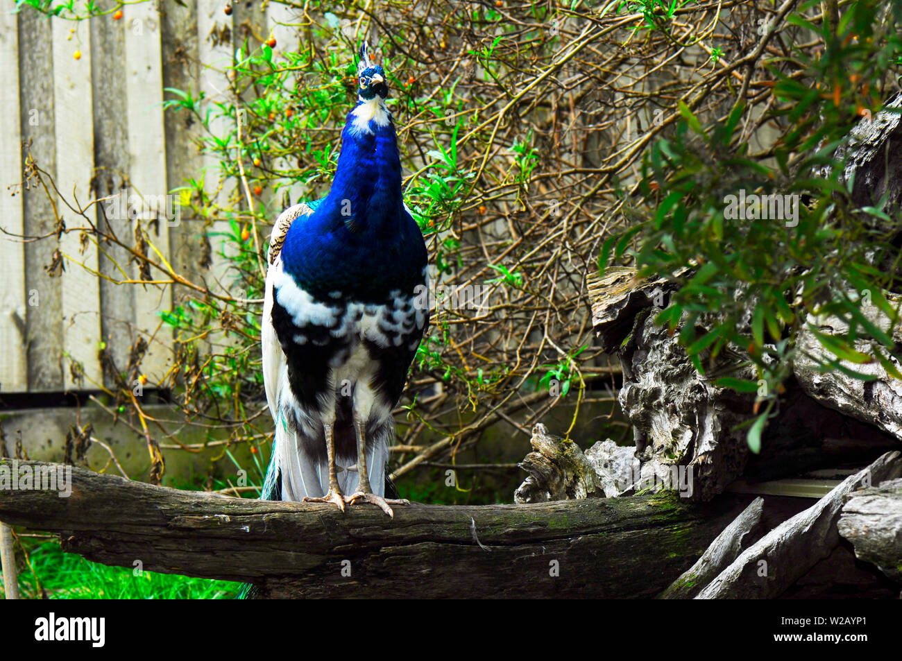Pied peafowl hi-res stock photography and images - Alamy