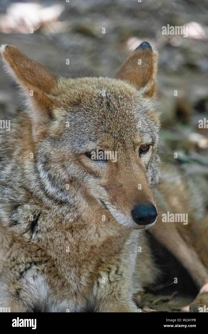 coyote close up Stock Photo - Alamy