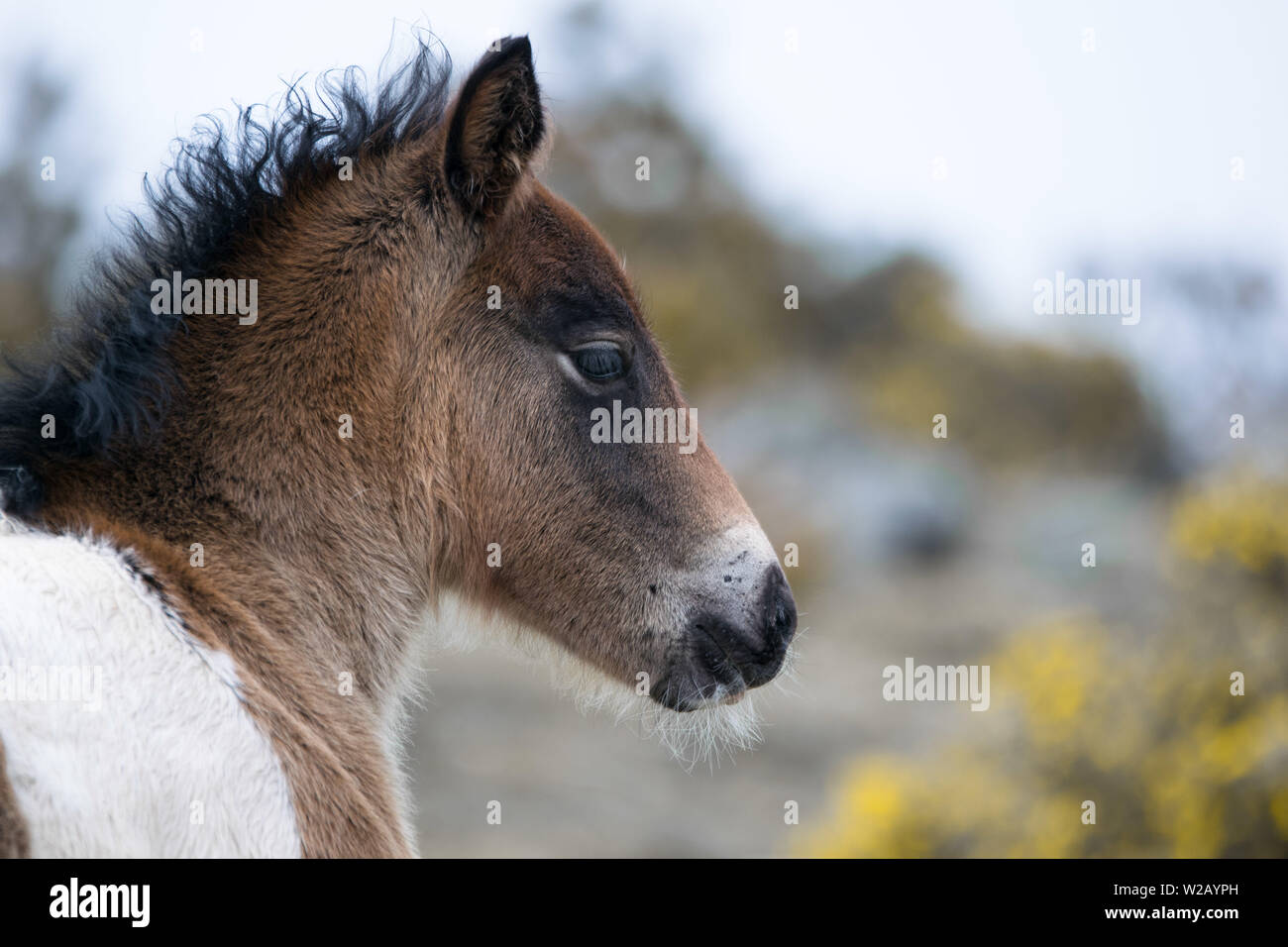 wild pinto horse foal in spain Stock Photo - Alamy