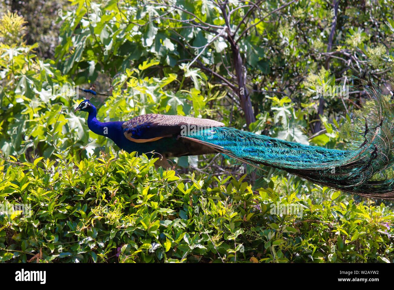 Peacock in a tree Stock Photo - Alamy