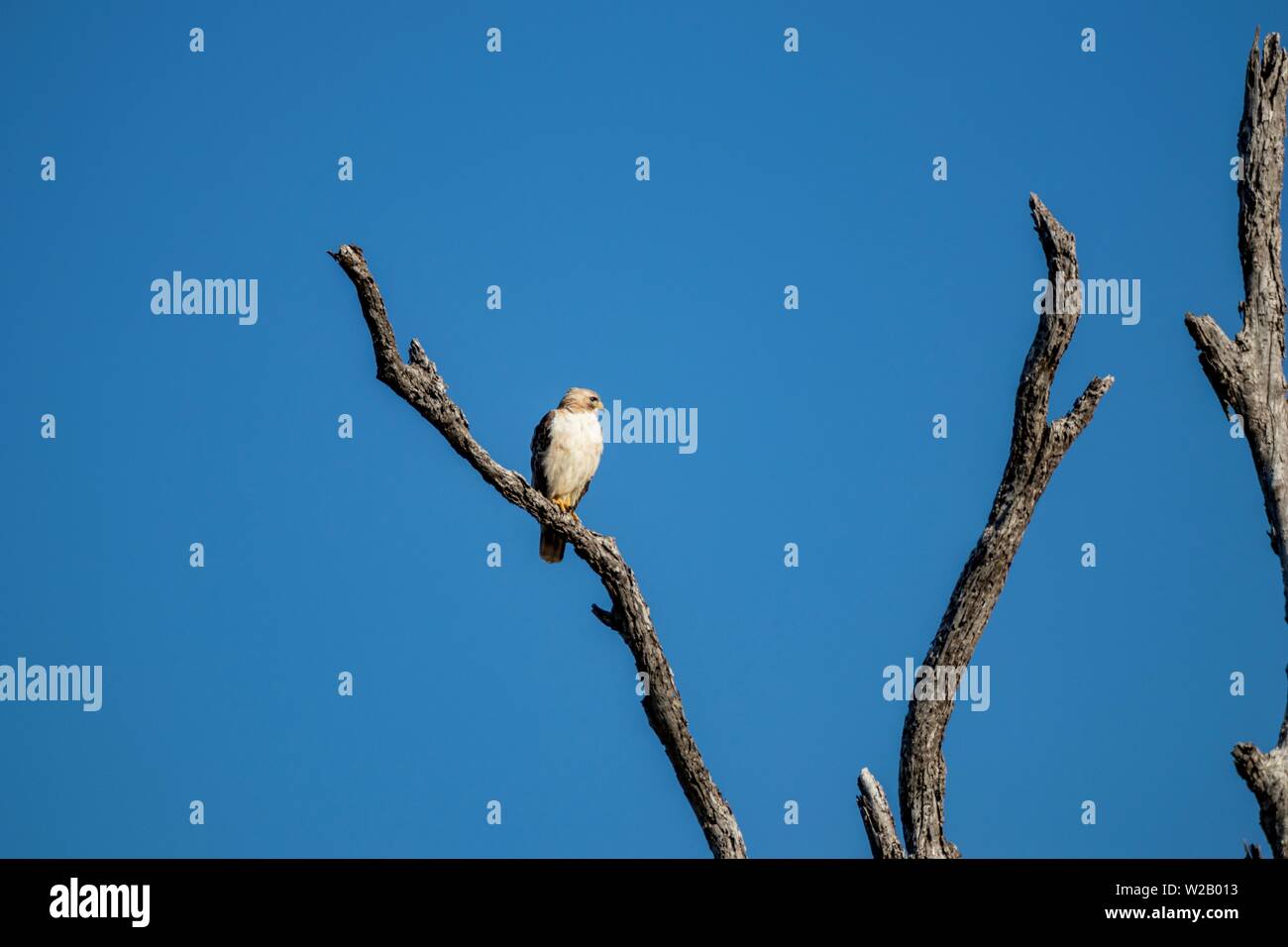 Hawk on a dead tree branch Stock Photo - Alamy