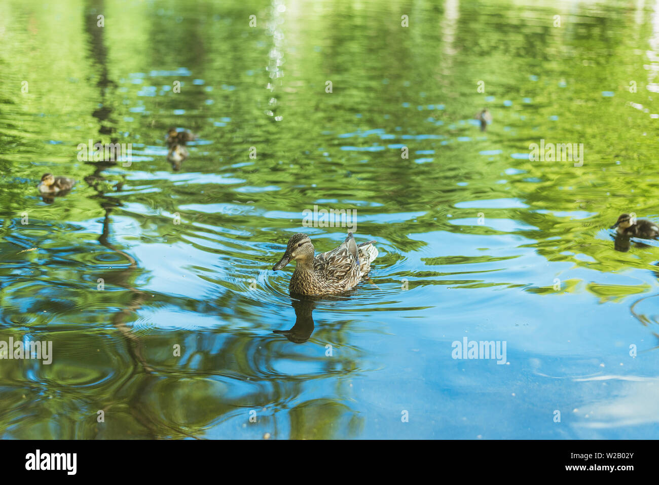ducks swim in the lake. mother duck and her little cubs ducklings swim ...