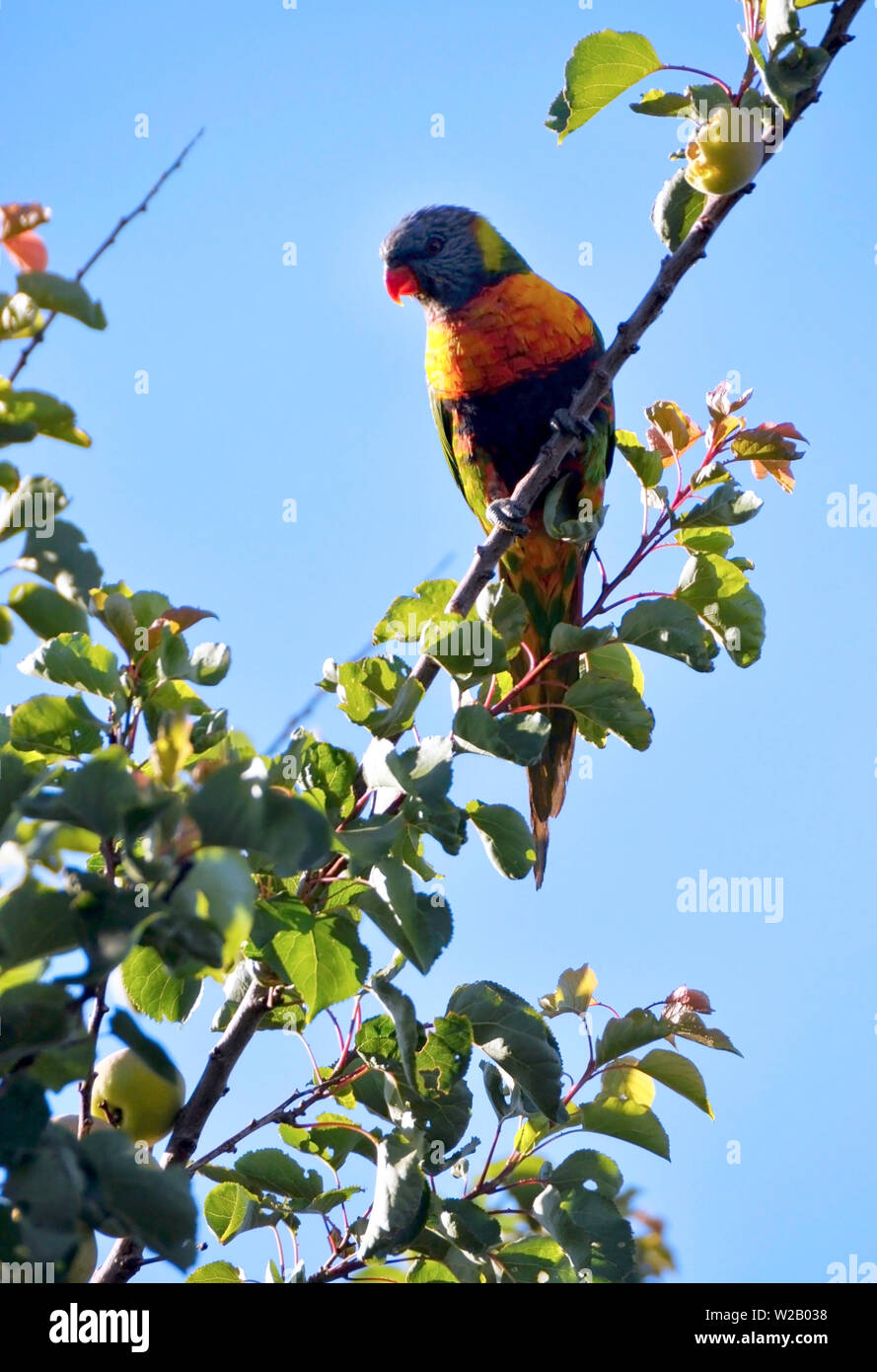 South australian apricot tree hi-res stock photography and images - Alamy
