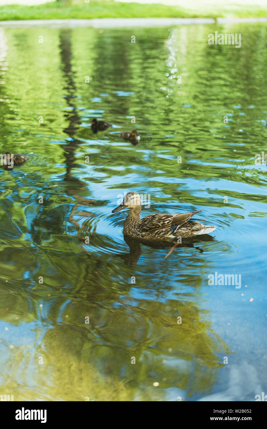 ducks swim in the lake. mother duck and her little cubs ducklings swim ...