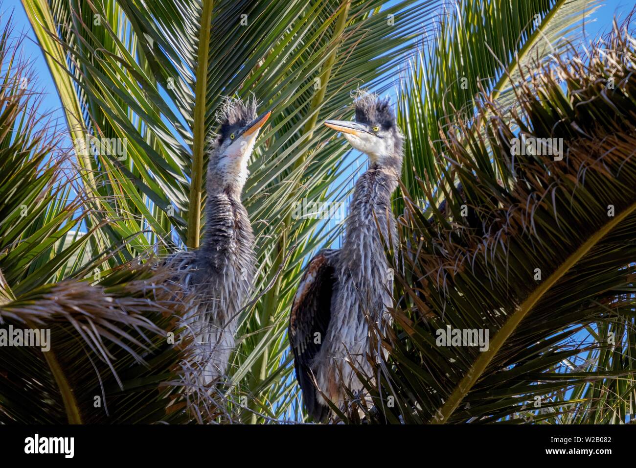 Palm tree animals hi-res stock photography and images - Alamy