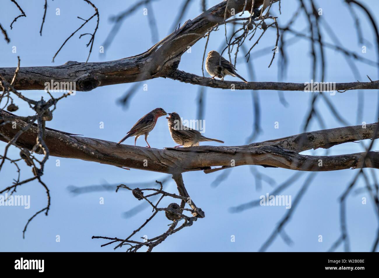 mother bird feeding baby bird in a tree Stock Photo - Alamy