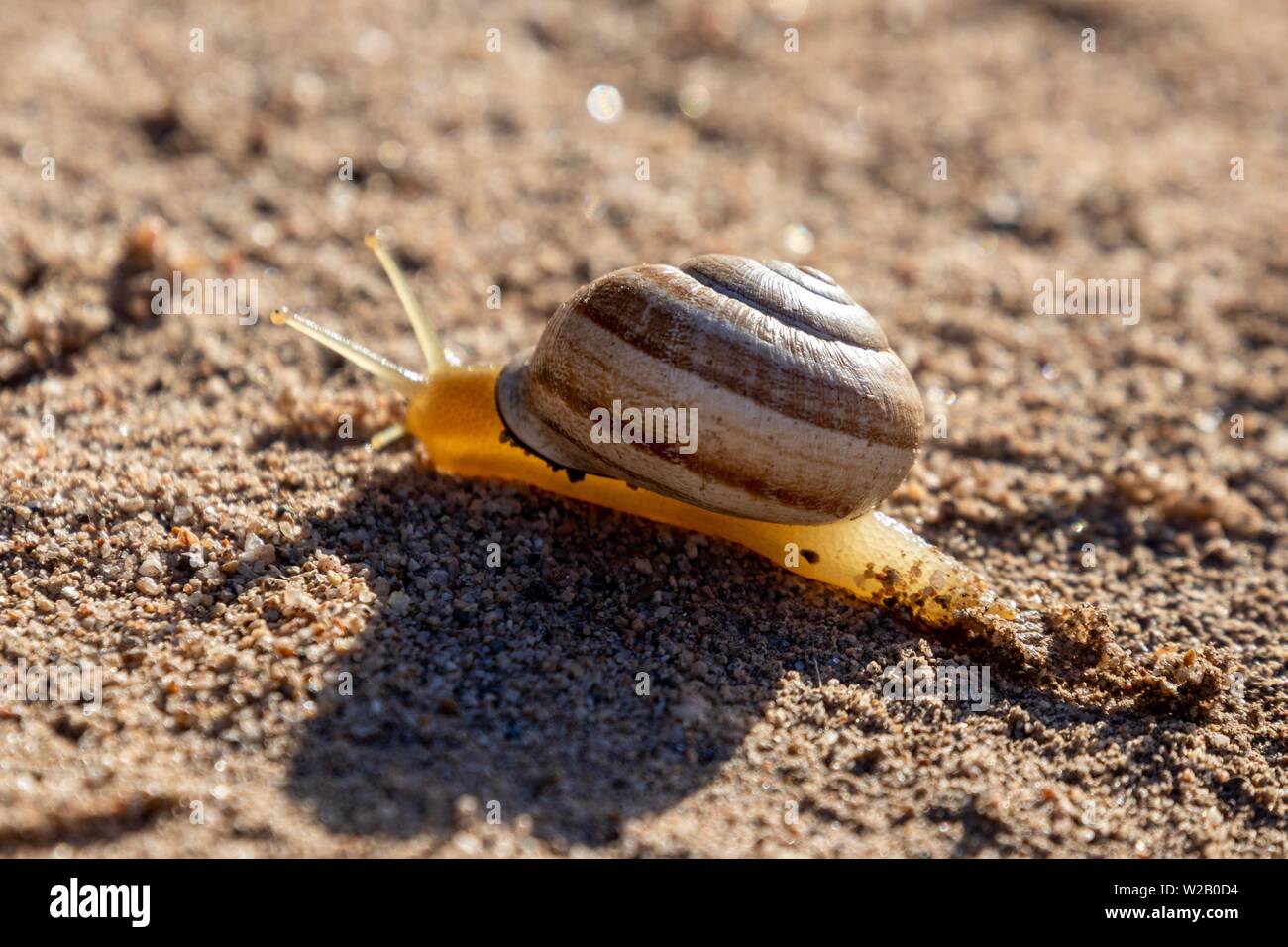 cute snail close up Stock Photo - Alamy