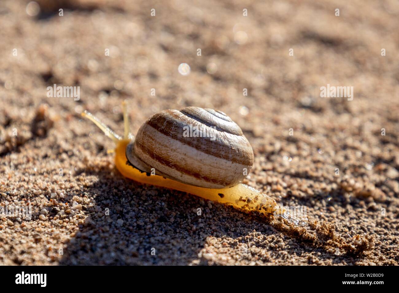 Cute shell hi-res stock photography and images - Alamy