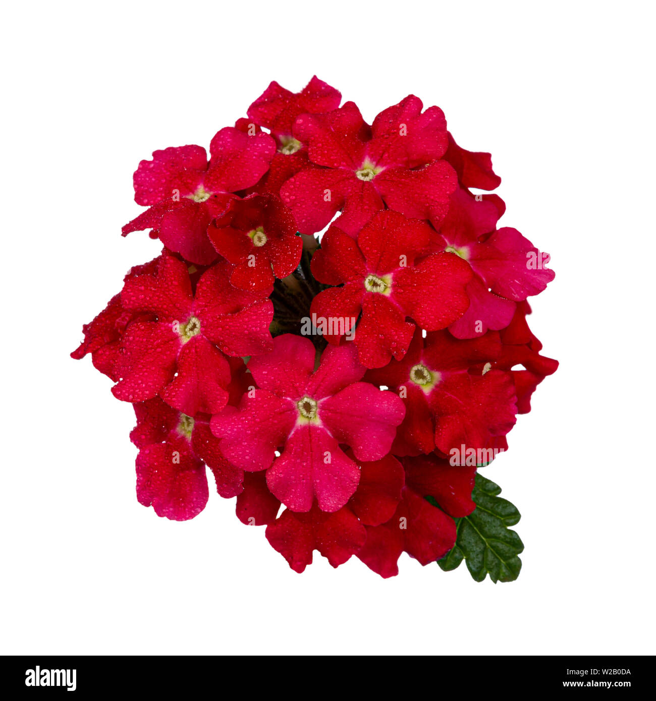 Flower high resolution hi-res stock photography and images - Alamy