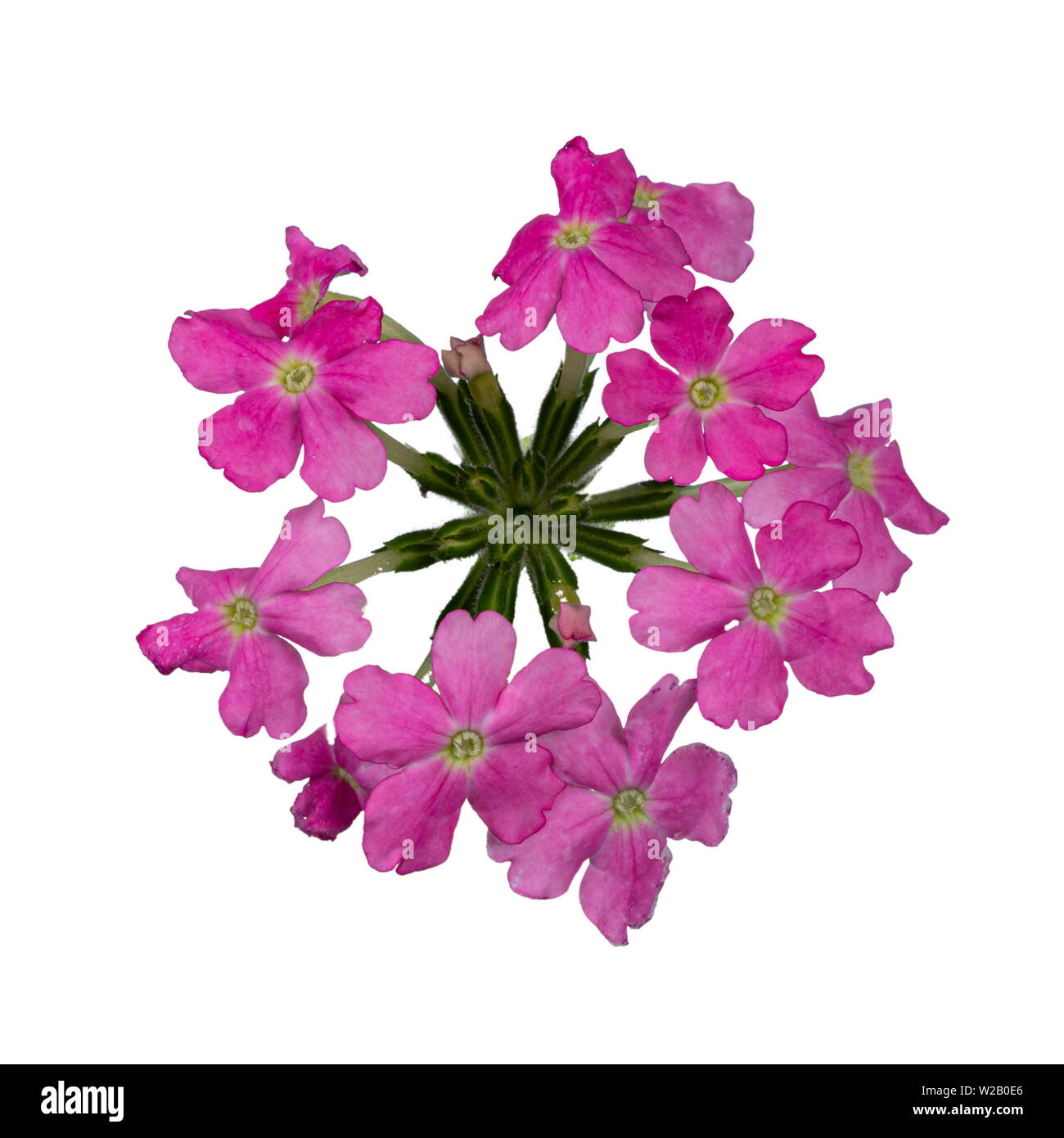 Pink And White Verbena High Resolution Stock Photography and Images - Alamy