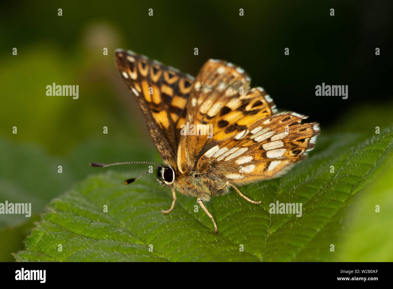 Duke burgundy hamearis lucina butterfly hi-res stock photography and ...