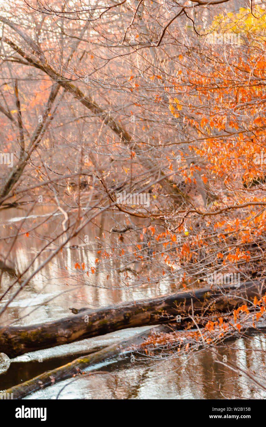 Forest running during scenic sunset hi-res stock photography and images ...