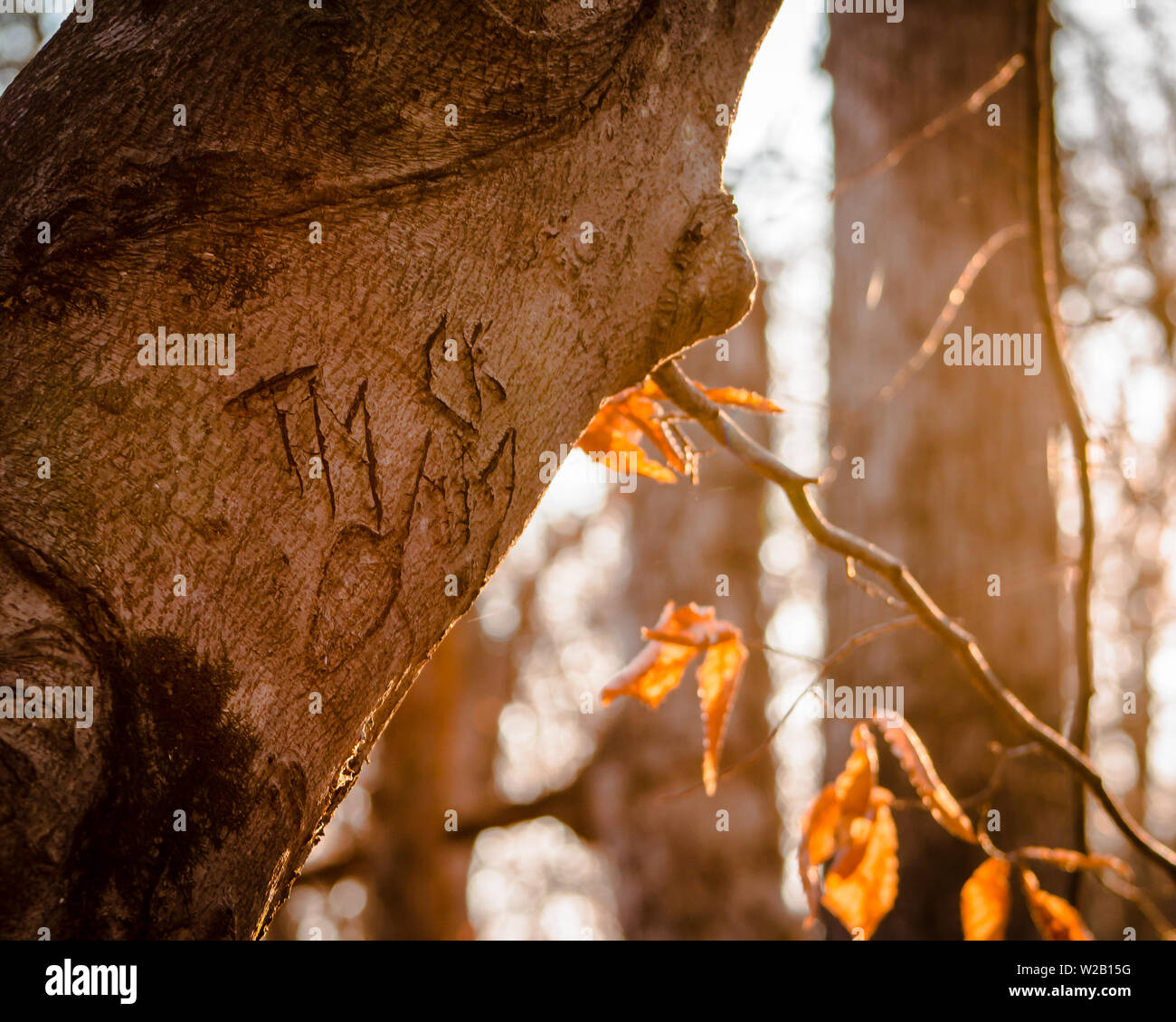 engraving on a tree Stock Photo - Alamy
