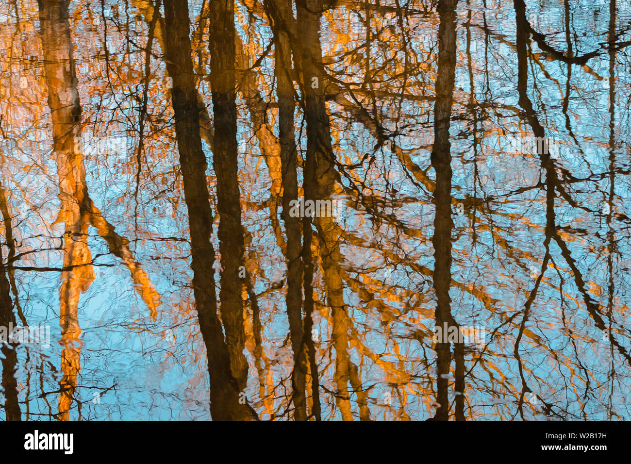 reflection of late autumn trees in a stream Stock Photo - Alamy