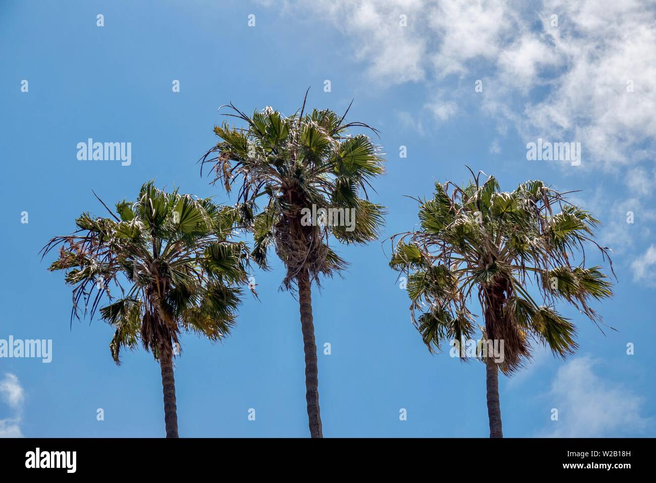 Tropical sky palm trees hi-res stock photography and images - Alamy