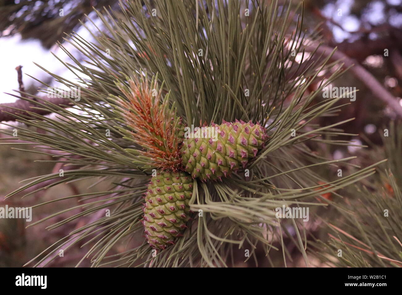 A Pine cone on a Pine tree in Estes Park, Colorado Stock Photo - Alamy
