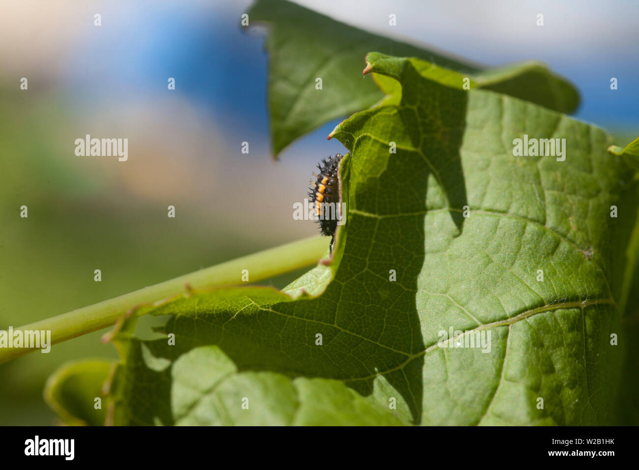 Ladybug larva hi-res stock photography and images - Alamy