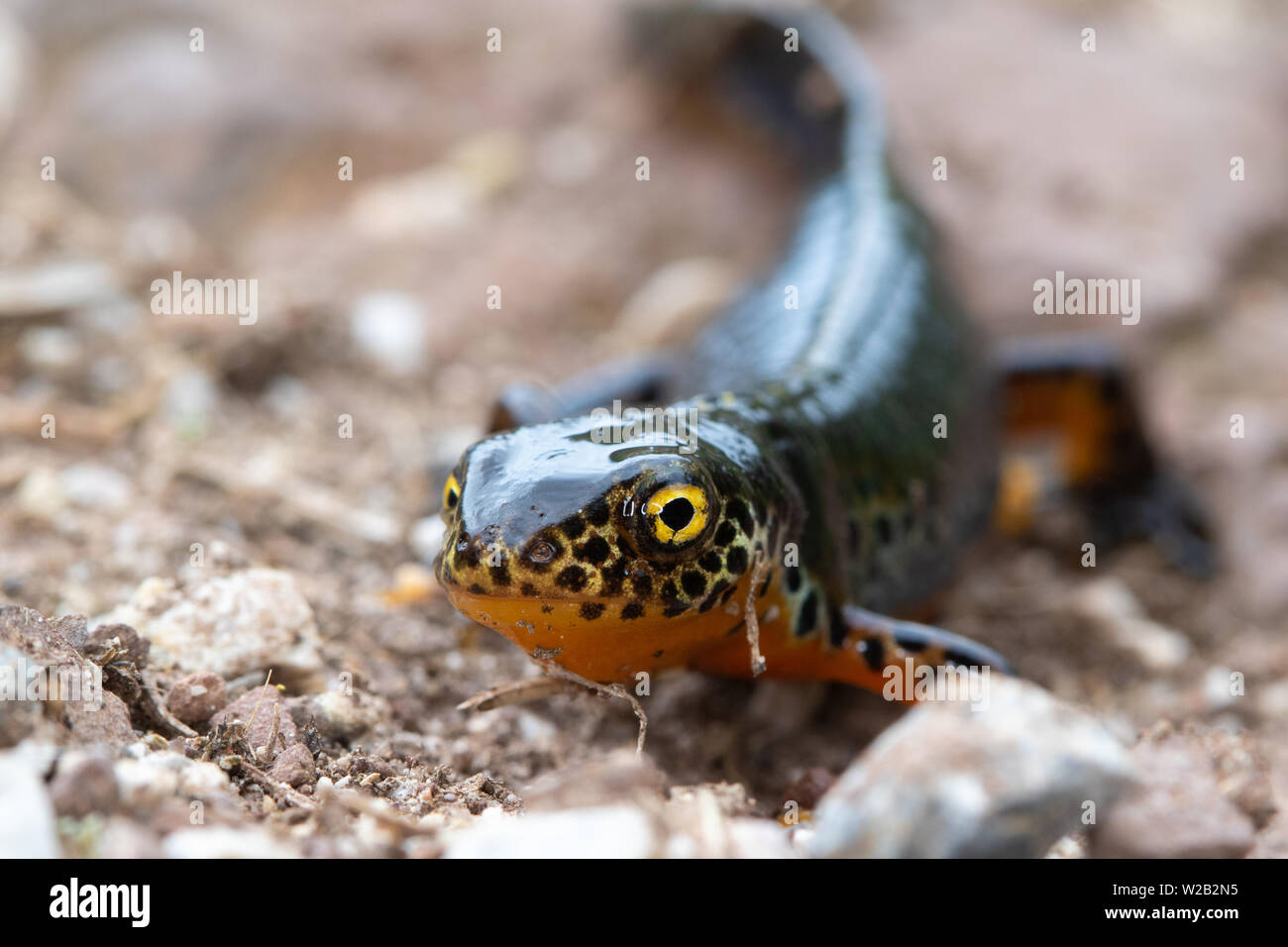 Alpine Newt (Ichthyosaura alpestris) walking along a gravel path Stock ...