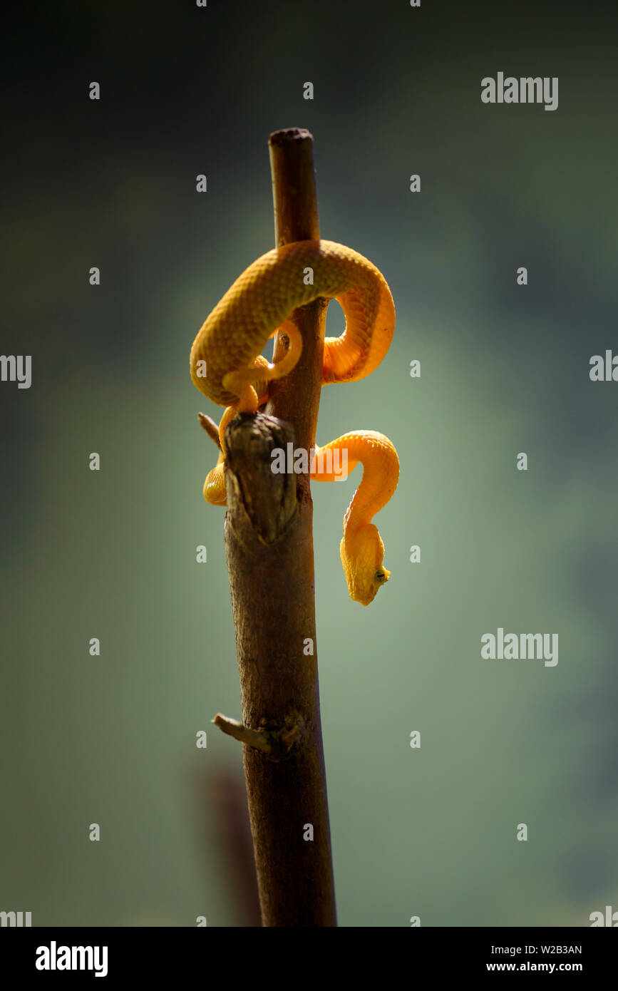 Pit viper species hi-res stock photography and images - Alamy