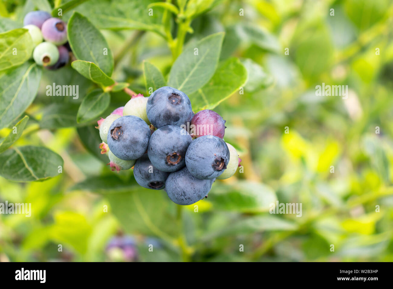 Blueberries and leaves branch on the sunny garden blurred background ...