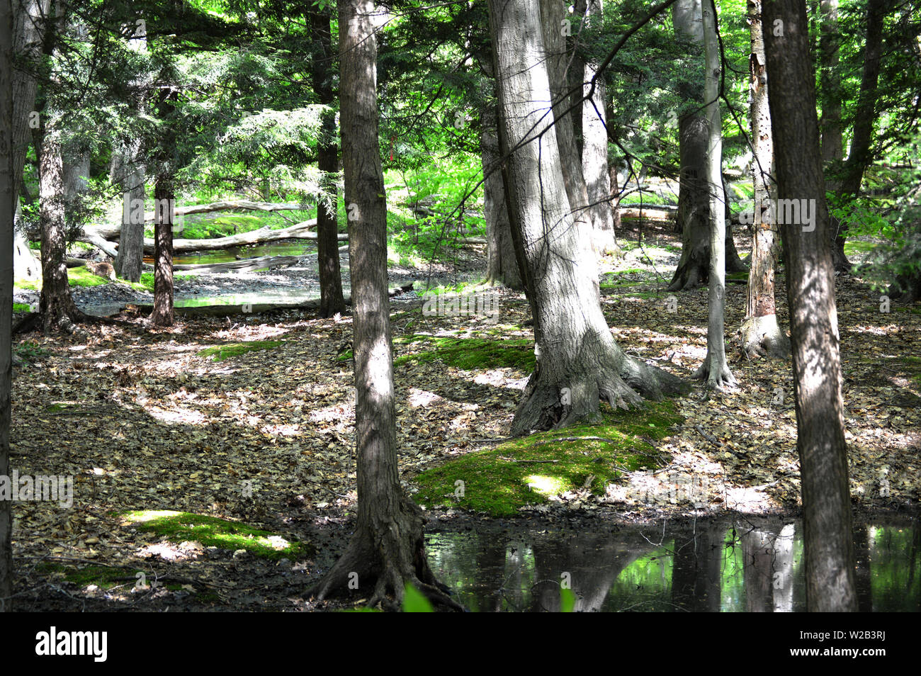 Hoffmaster state park hi-res stock photography and images - Alamy