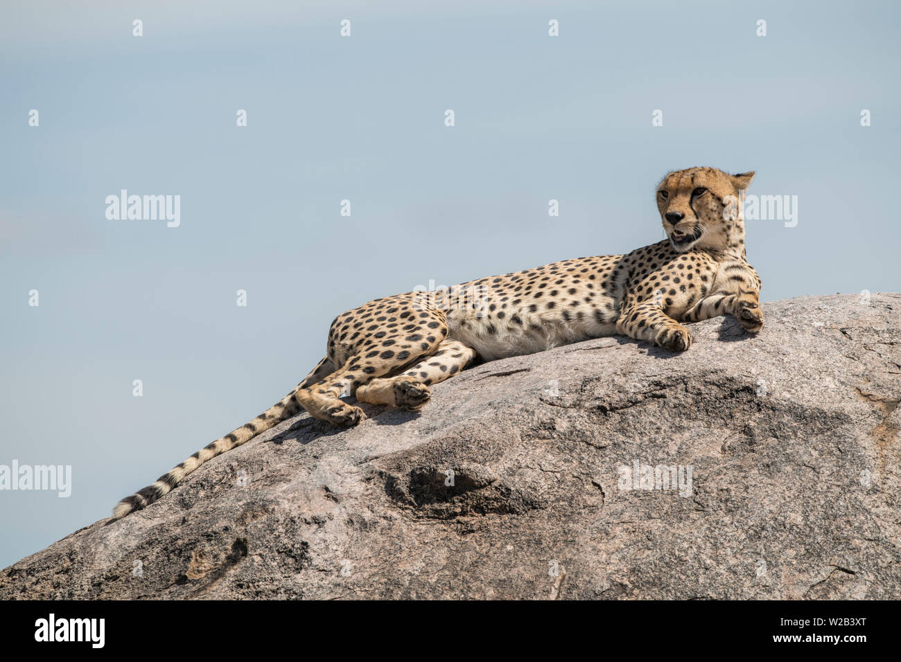 Kopje animal hi-res stock photography and images - Alamy