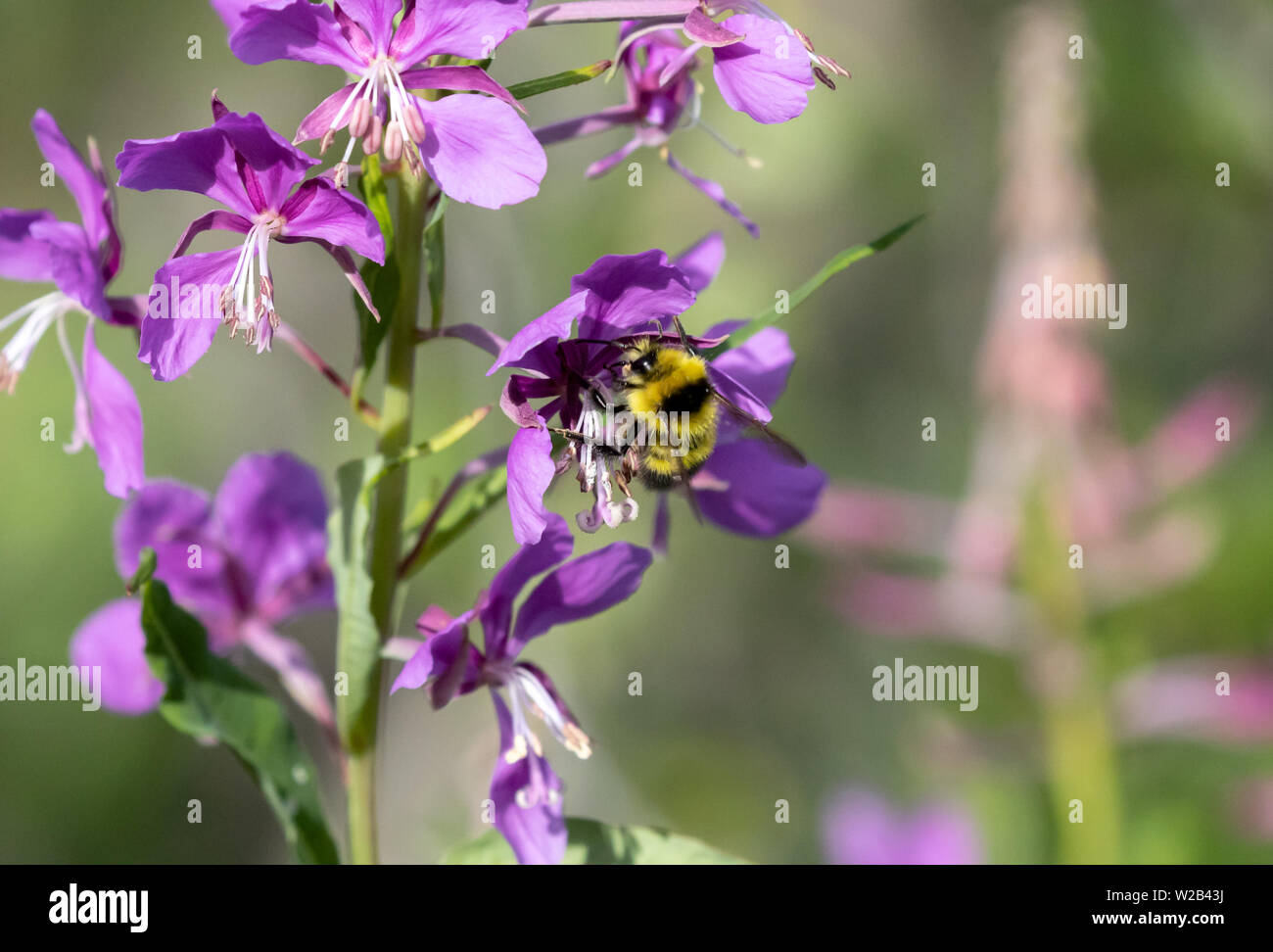 Alaska Arctic Fireweed Alaska High Resolution Stock Photography and ...
