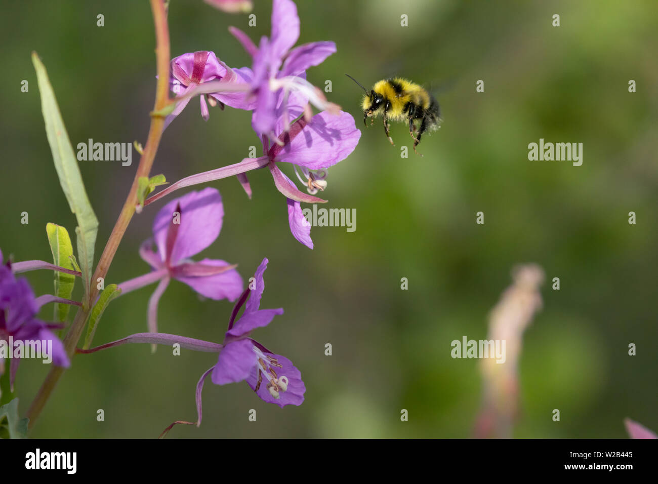 Alaska arctic bee hi-res stock photography and images - Alamy