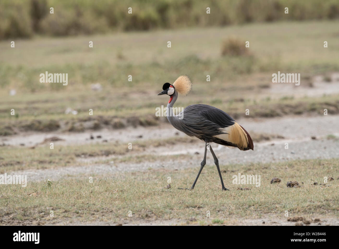 African crane hi-res stock photography and images - Alamy
