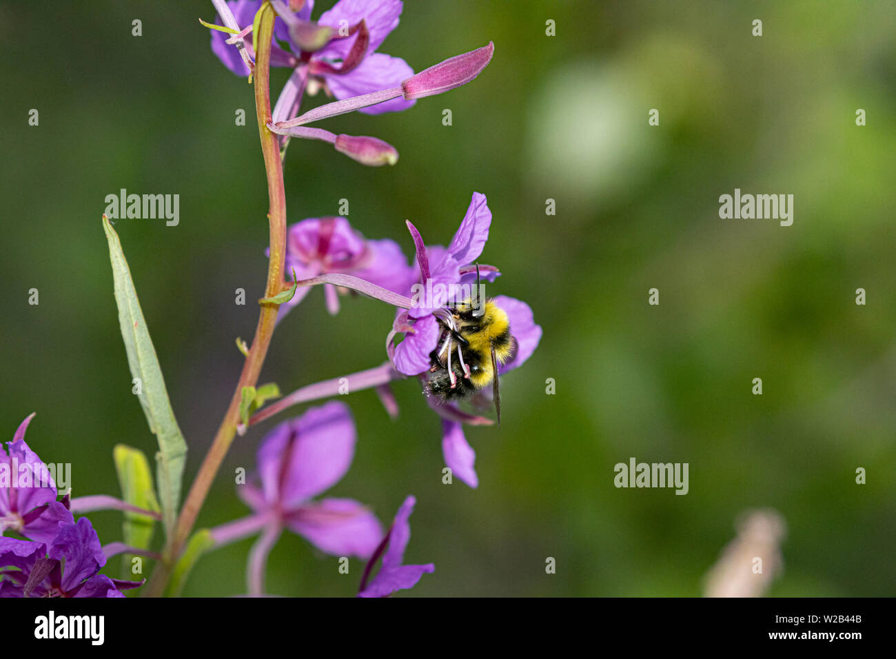 Alaska arctic bee hi-res stock photography and images - Alamy
