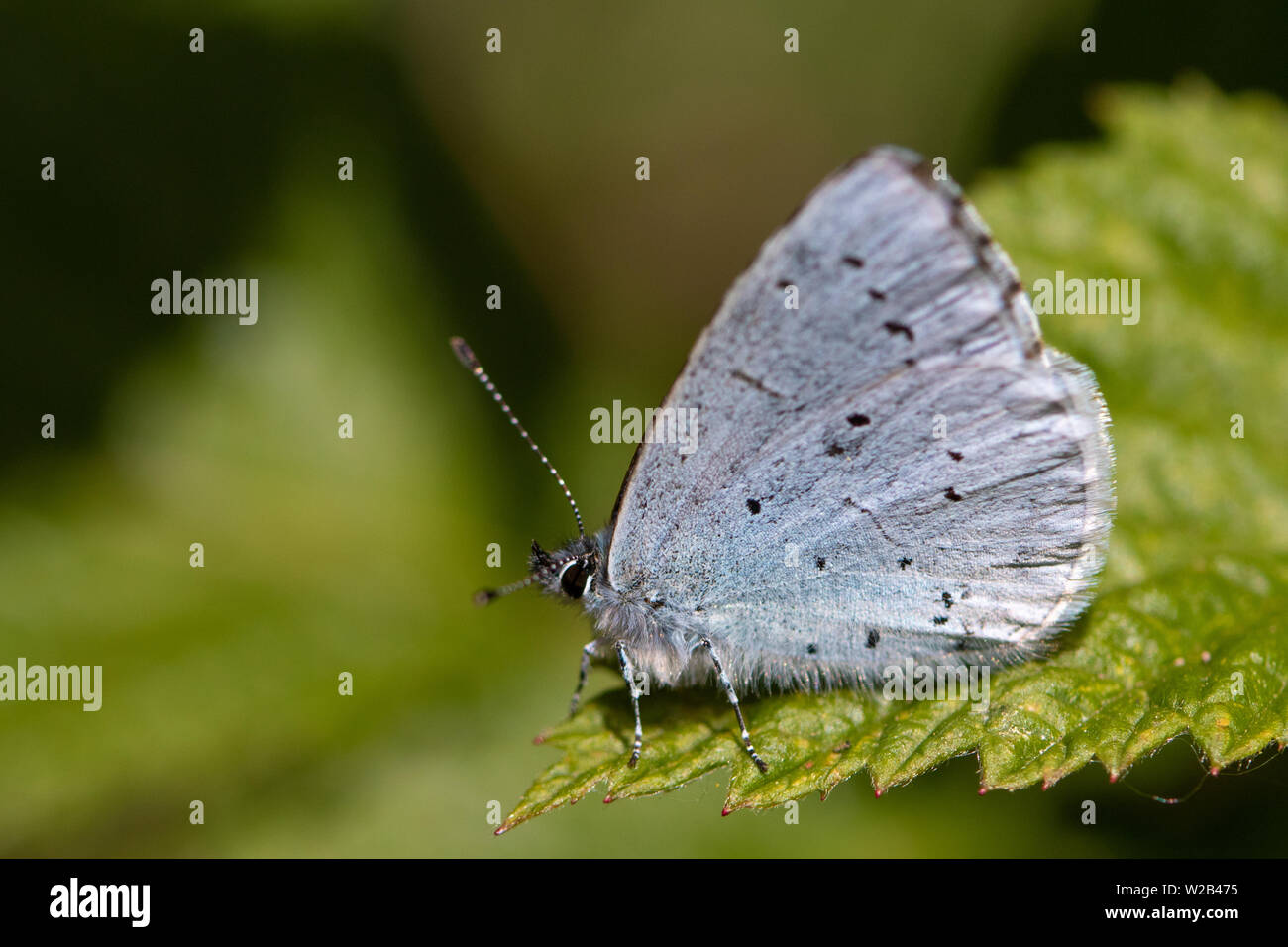 Celastrina argiolus hi-res stock photography and images - Alamy