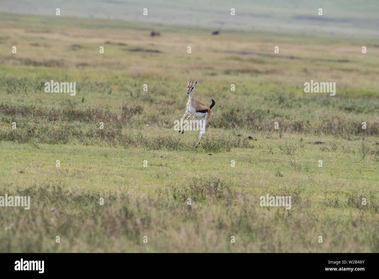 Gazelle jumping hi-res stock photography and images - Alamy