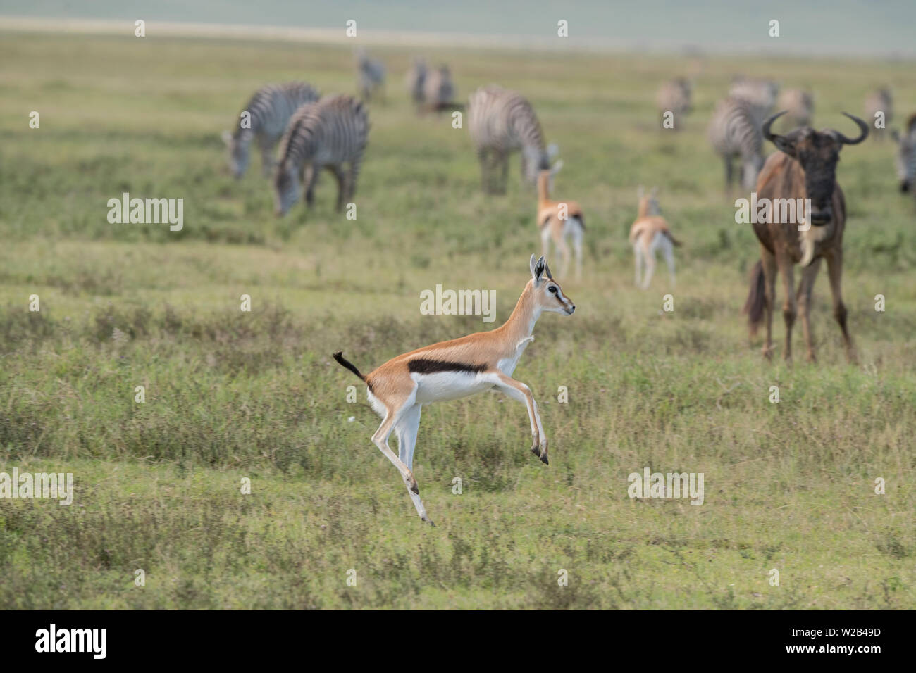 Thomsons gazelle stotting hi-res stock photography and images - Alamy