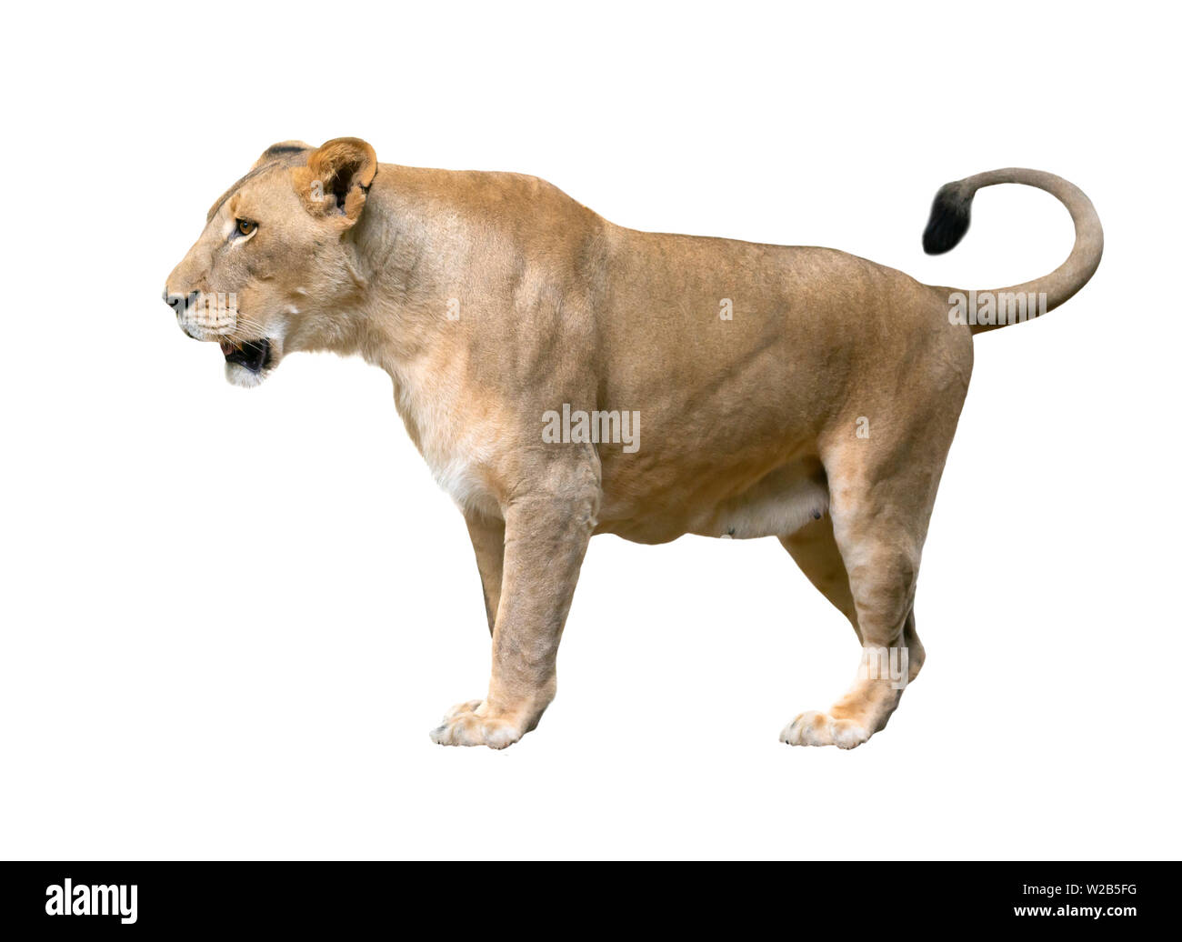 Mammal female hi-res stock photography and images - Alamy