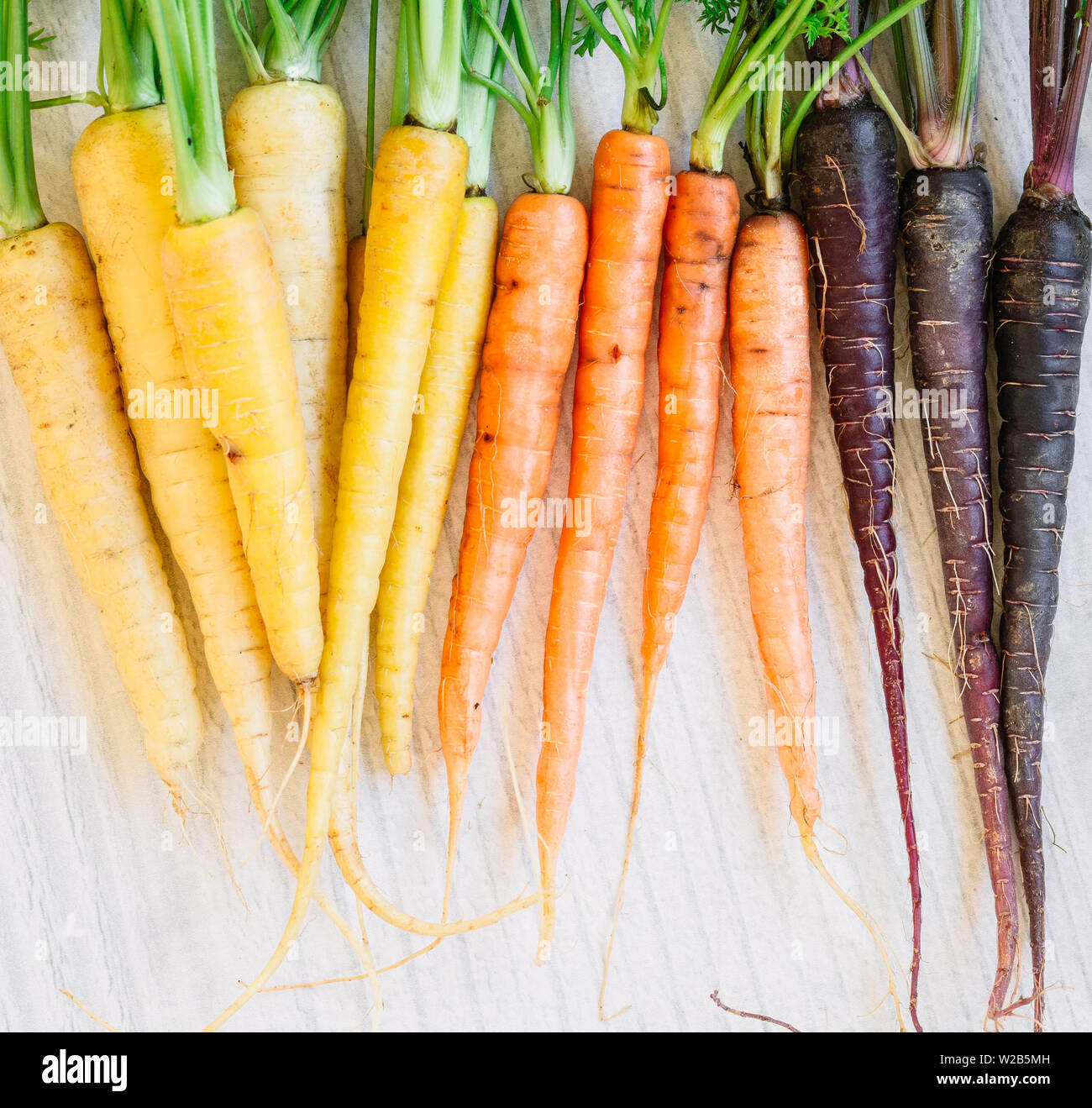 Bunch of raw heirloom carrots sorted by colour of yellow, orange and ...