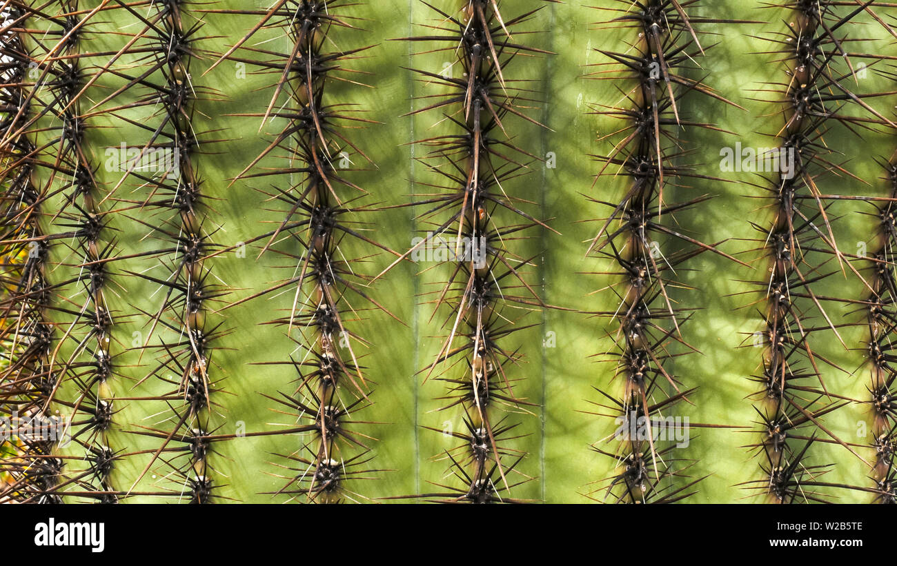 Saguaro ribs hi-res stock photography and images - Alamy