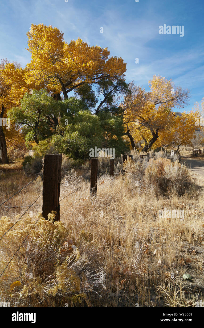 Fall color in Western Nevada Stock Photo - Alamy